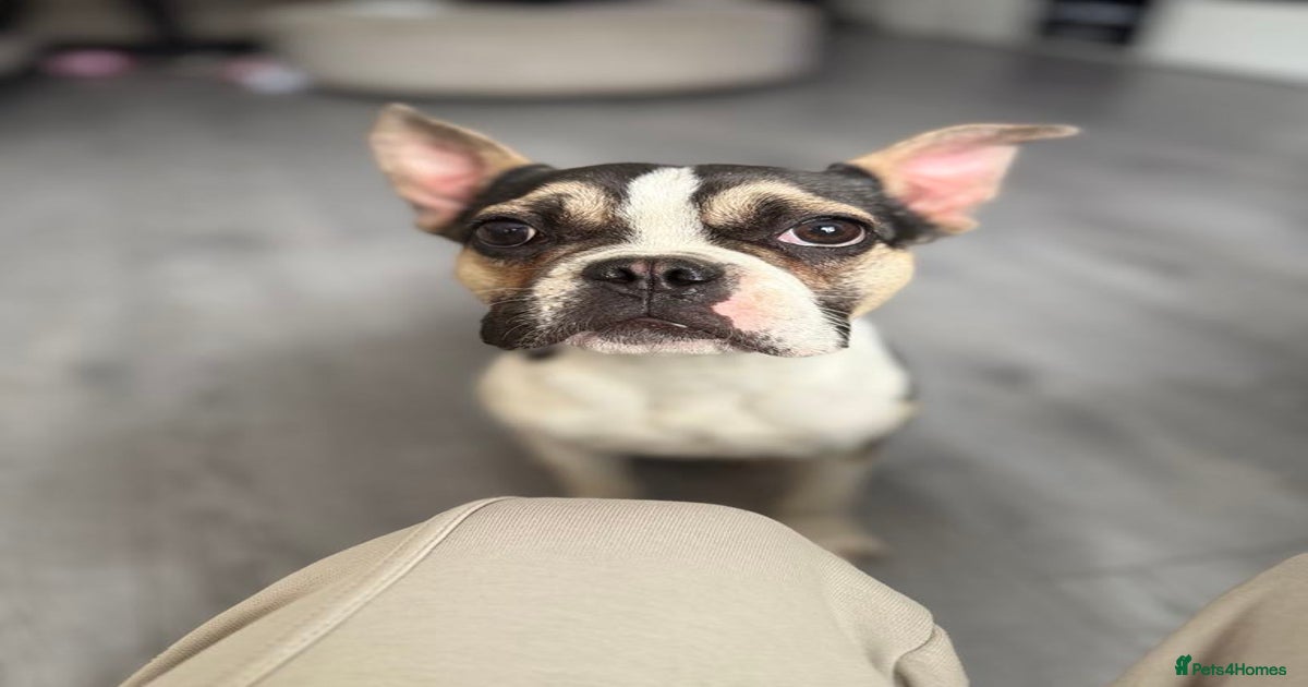 French bulldog - Reggie for sale in Flint | Pets4Homes