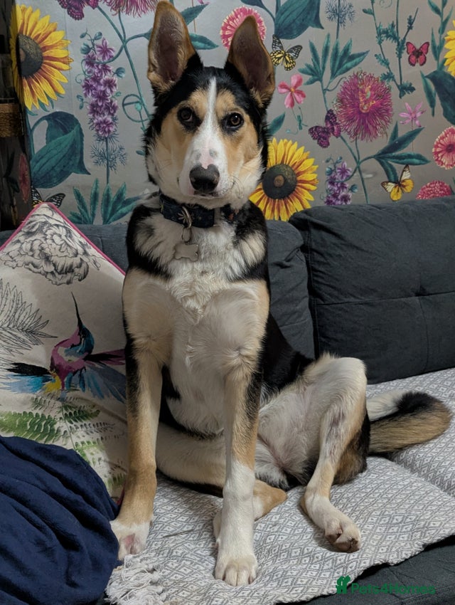 ESSIE for adoption in Heanor | Pets4Homes