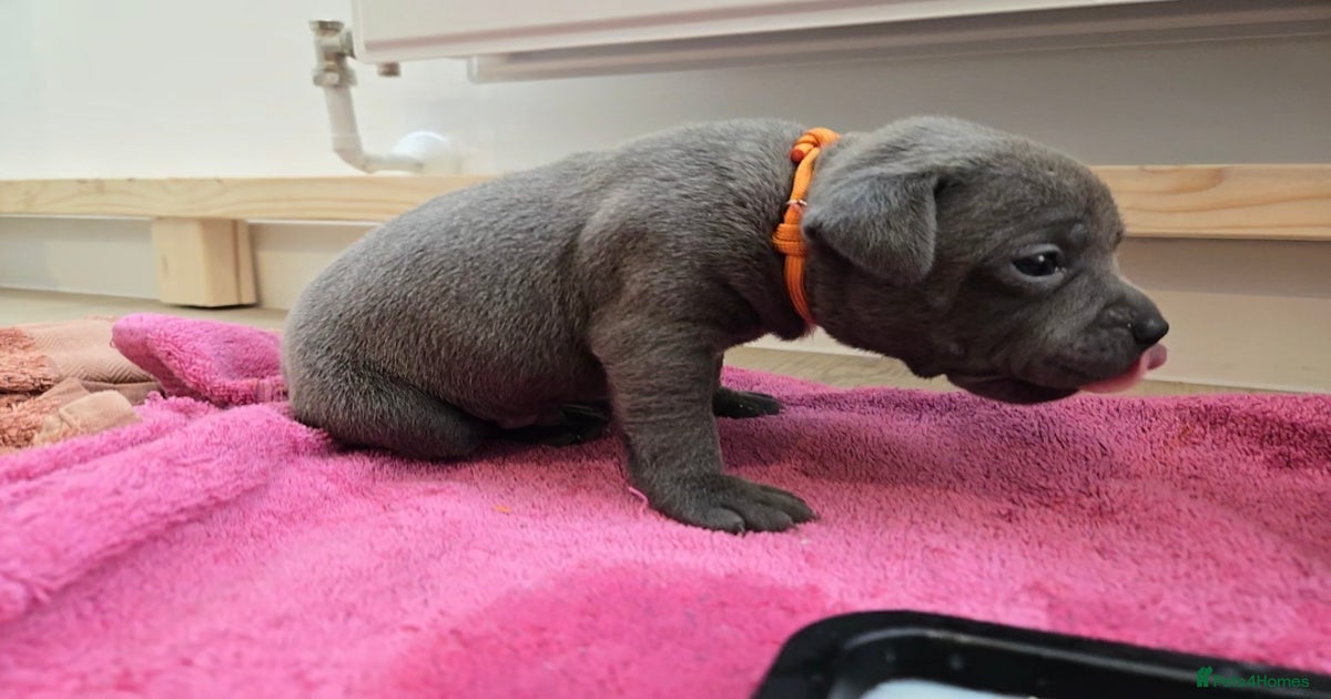 Blue Staffy Puppies for sale in Nuneaton | Pets4Homes