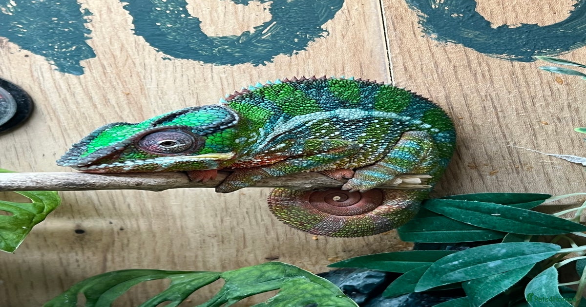 Rango the Panther Chameleon for sale in Bristol | Pets4Homes