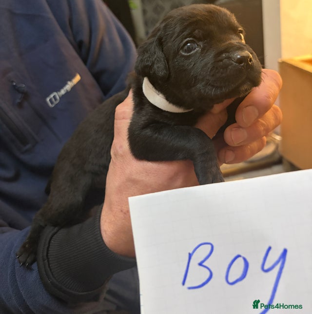 canecorso pups for sale in Wrexham | Pets4Homes