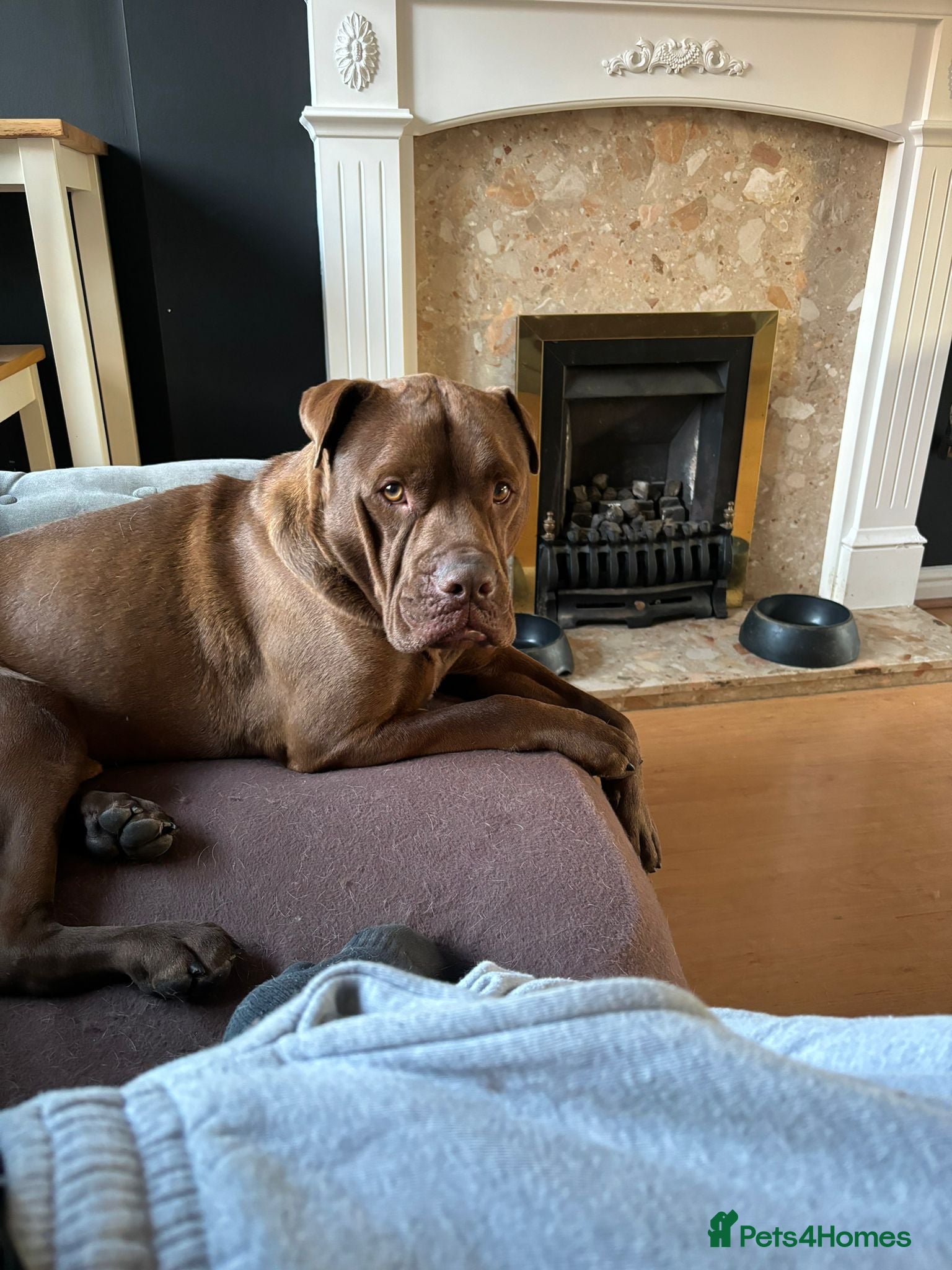 Shar pei cross for sale in Burton-on-Trent | Pets4Homes