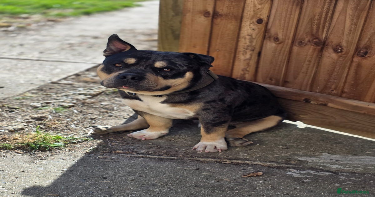 Grey and black merle pocket bully for stud in Chelmsford | Pets4Homes