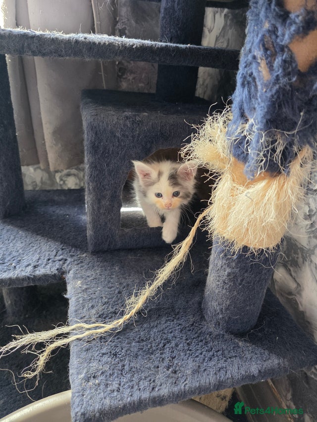 TICA REGISTERED STUNNING KITTENS for sale in Blackpool | Pets4Homes