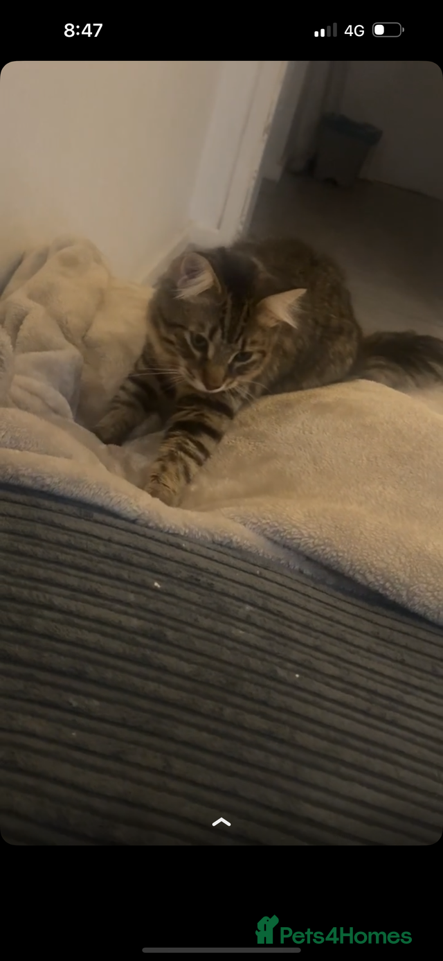 Mixed breed 2 cats for sale in Wakefield | Pets4Homes