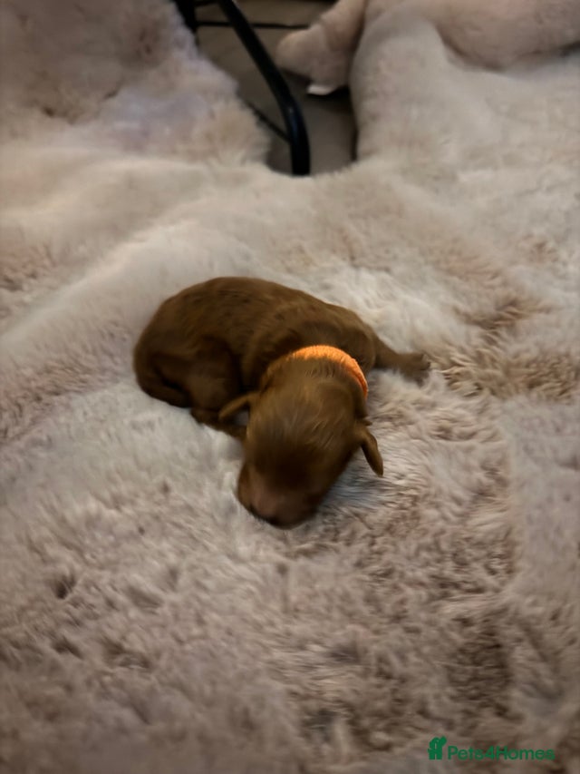 F1b Miniature Cockapoo Puppies fox red colour for sale in Leicester ...