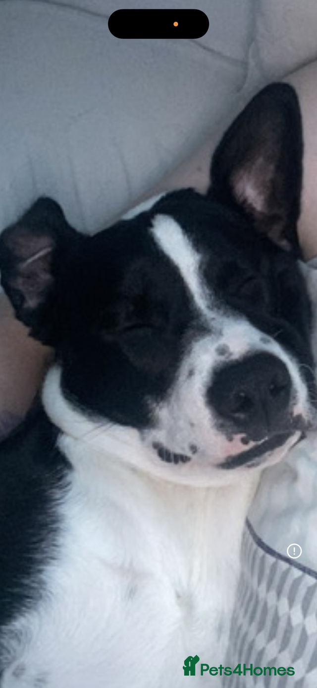 Border Collie/Boxer 2 Year Old for sale in Manchester | Pets4Homes