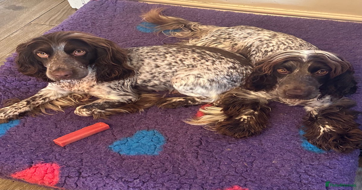 2 beautiful chocolate roan cocker spaniel sisters for sale in | Pets4Homes