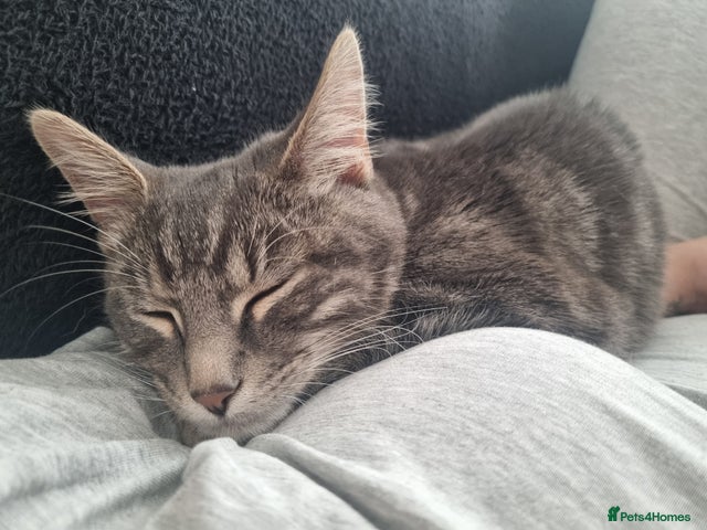 10 month old male cat for sale in Stoke-on-Trent | Pets4Homes