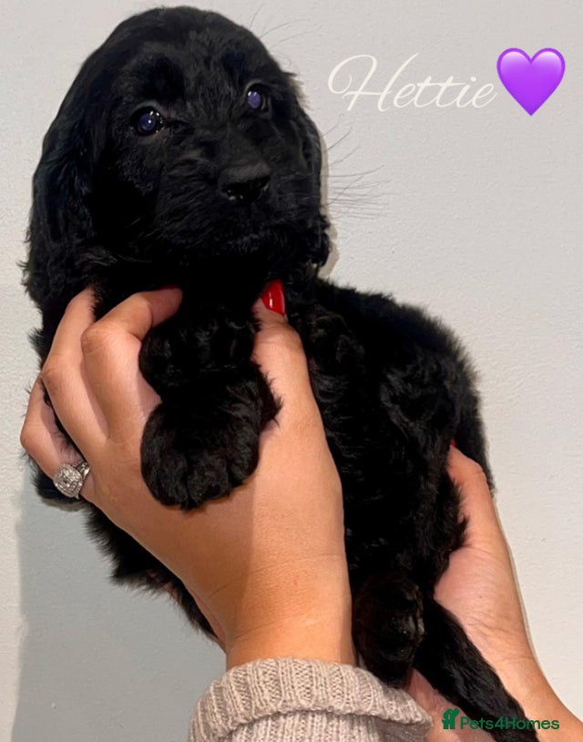 REDUCED F1B COCKAPOOS! - READY TO LEAVE NEXT WEEK for sale in ...