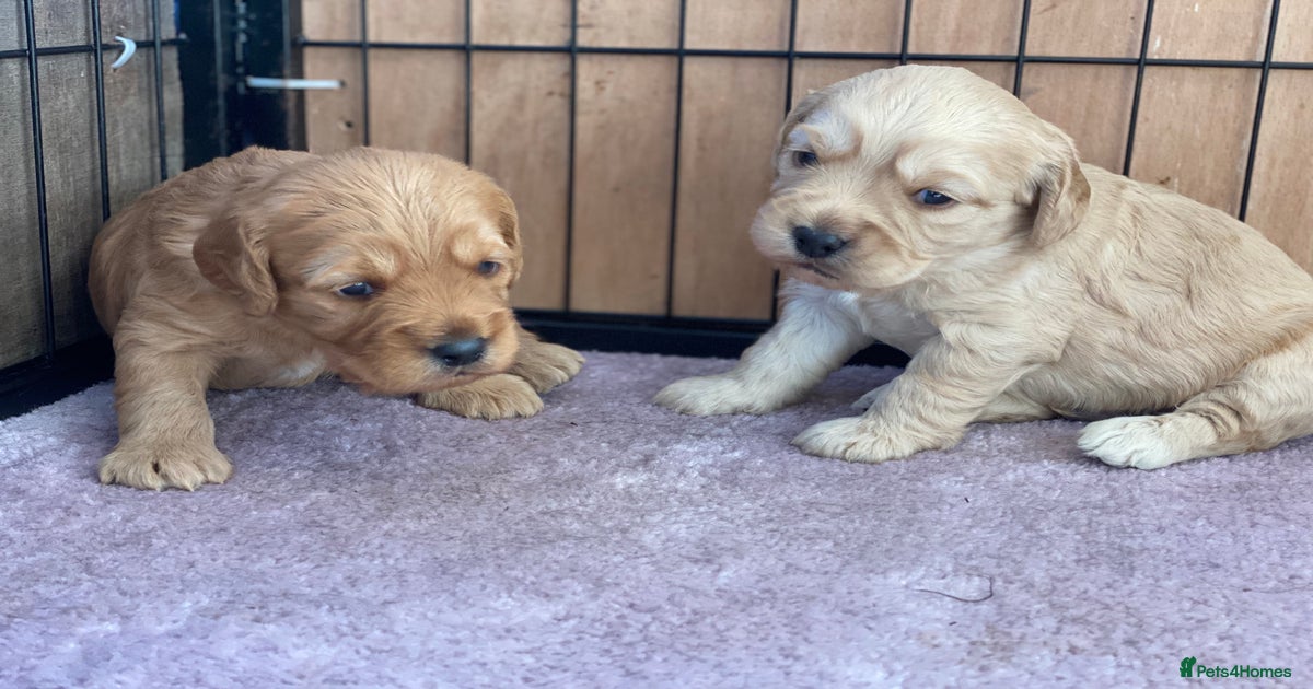 F1 Cockapoo 2 Boys Champagne/Gold Colour for sale in Nantwich | Pets4Homes