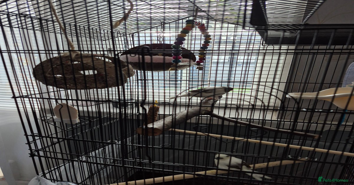 Carnary for sale in Southampton | Pets4Homes