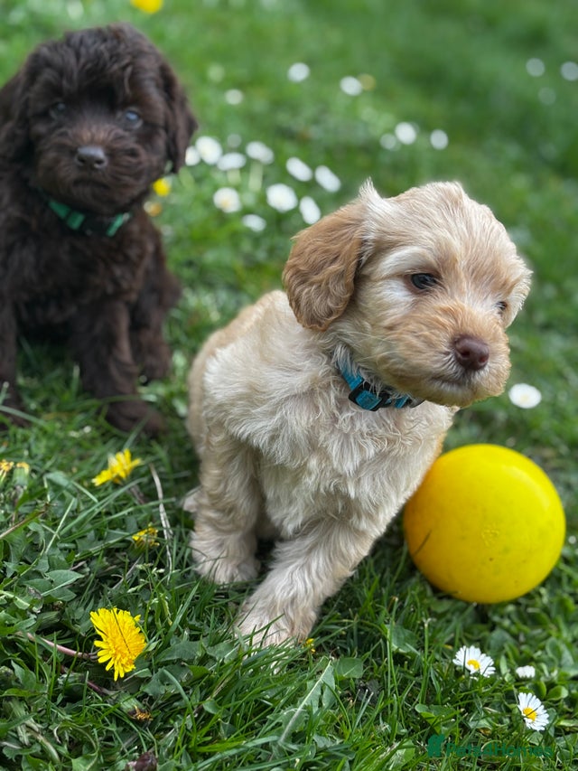 Miniature Australian Labradoodles for sale in Spalding | Pets4Homes