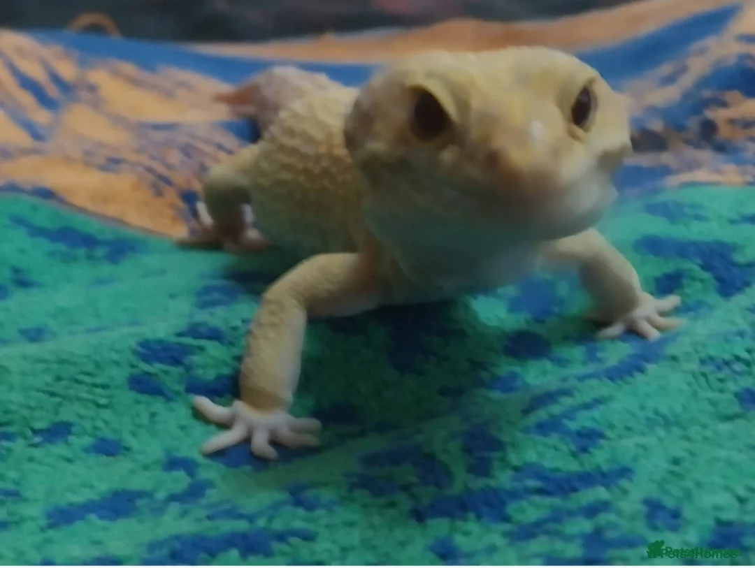 3 x LEOPARD GECKOS AND VIV for sale in Maldon | Pets4Homes