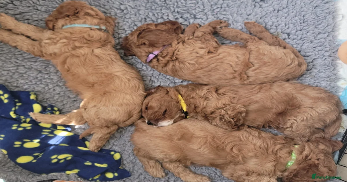 F1 Cavapoo for sale in York | Pets4Homes