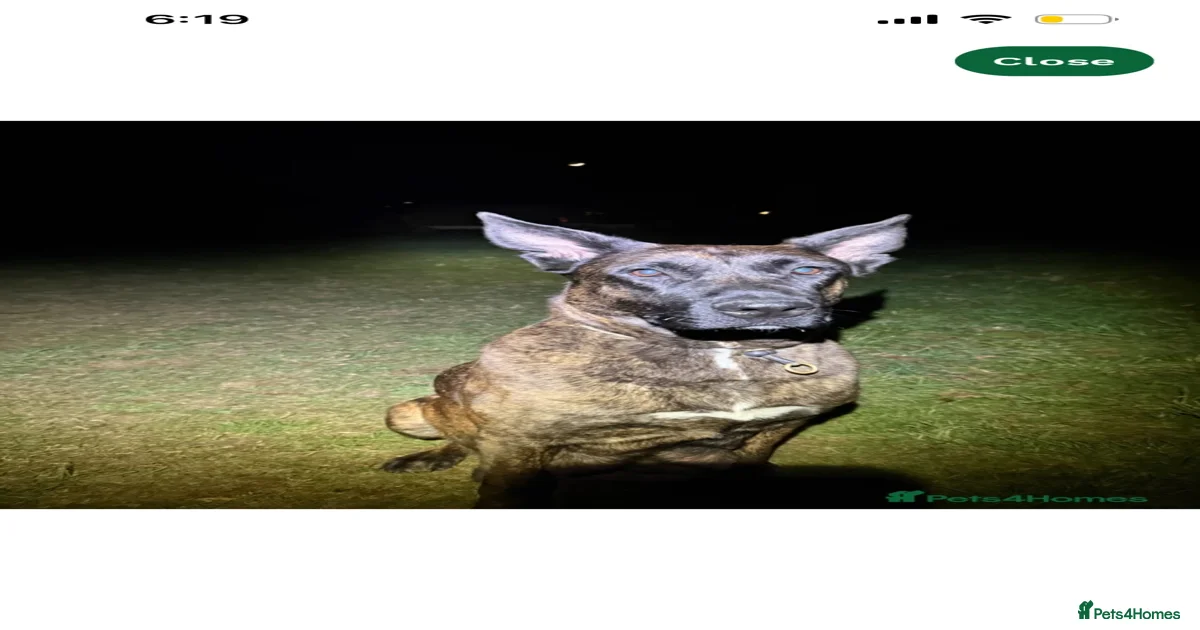 Dutch herder x German shepherd for sale in Birmingham | Pets4Homes