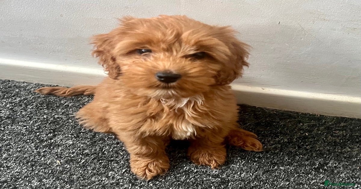 Beautiful deep red cockapoo puppies for sale in Loughton | Pets4Homes
