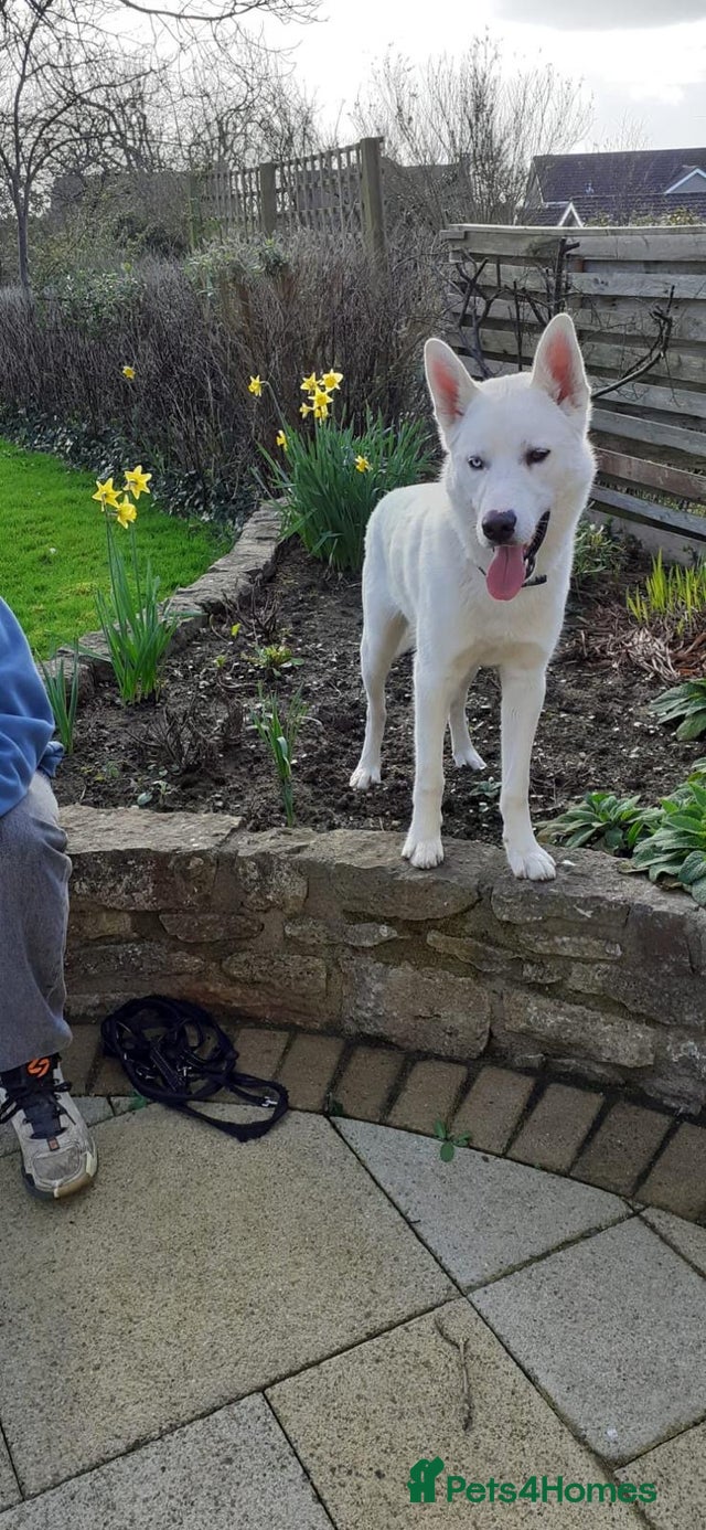 White husky stud for stud in Cardiff | Pets4Homes