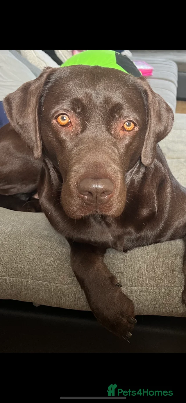 Stunning chocolate Labrador puppies for sale in Faversham | Pets4Homes