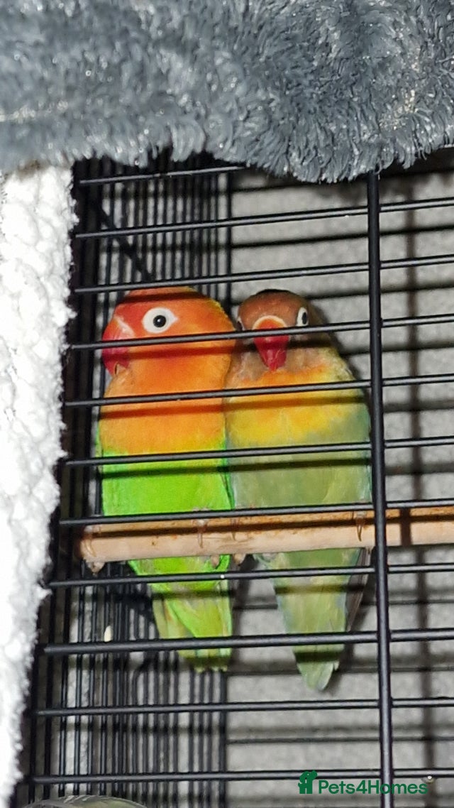 Beautiful bonded Fiacher's Lovebirds for sale in London | Pets4Homes