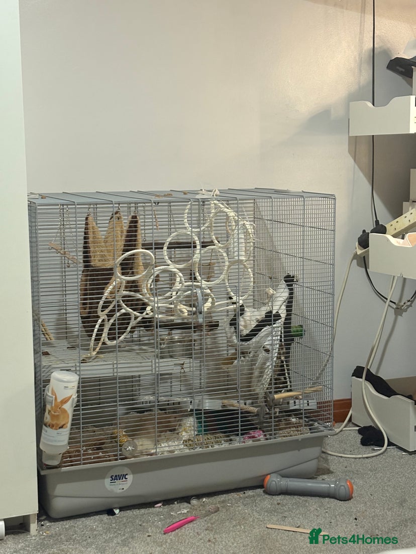 2 young male rats for sale in Whitchurch | Pets4Homes