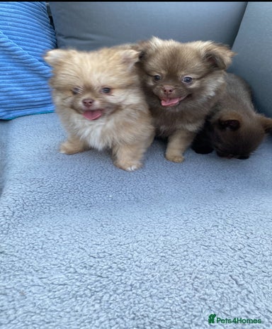 Pomchi Dogs Breed - Information, Temperament, Size & Price | Pets4Homes