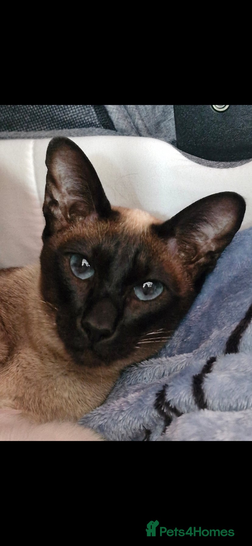 Siamese kittens for sale in Aberystwyth | Pets4Homes