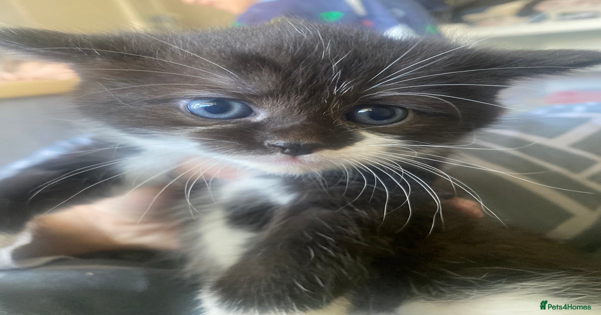 BEAUTIFUL MIXED KITTENS for sale in Bishop's Stortford | Pets4Homes