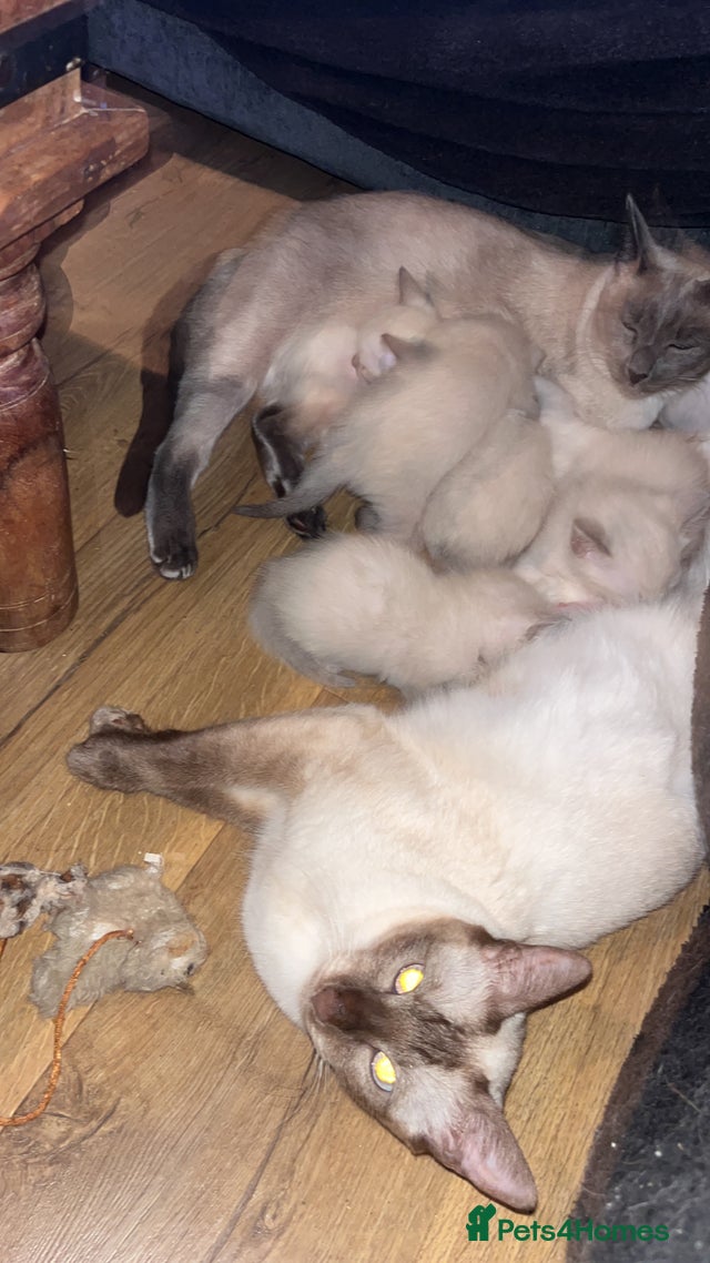 Siamese kittens wanting new slaves for sale in Norwich | Pets4Homes