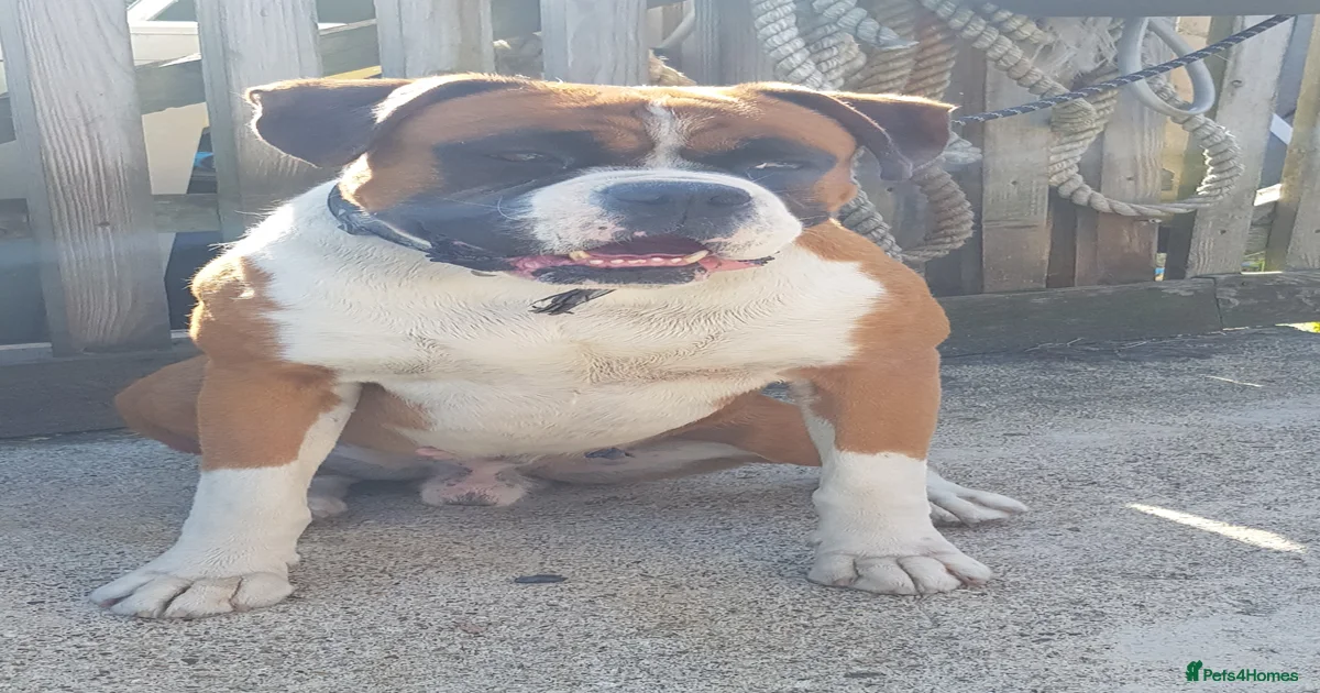 KC and Heart scored Boxer stud for stud in Herne Bay | Pets4Homes