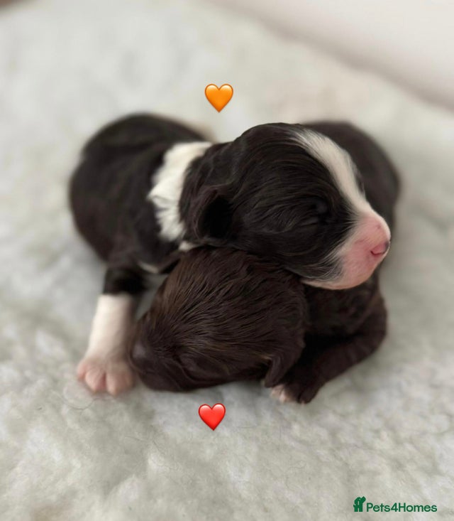 Miniature Multigen Labradoodle Puppies for sale in Calne | Pets4Homes