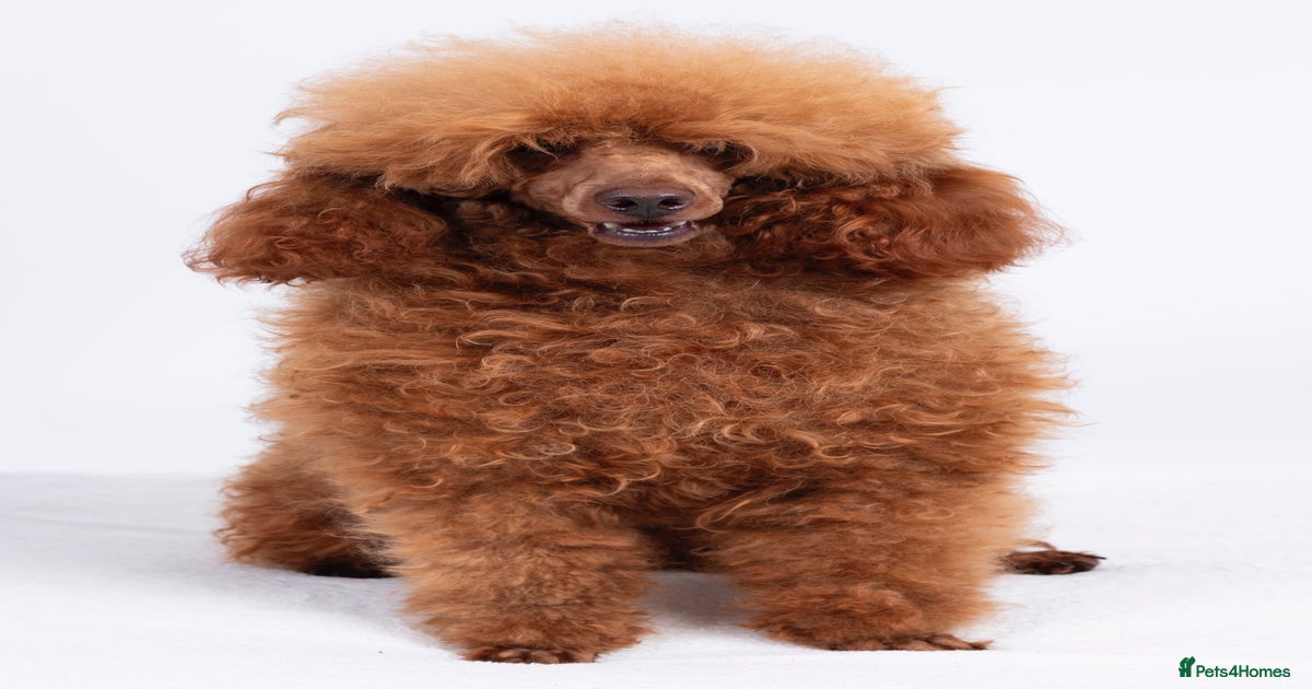 KC REG DEEP FOX RED HEALTH TESTED POODLE STUD for stud in Hoddesdon ...