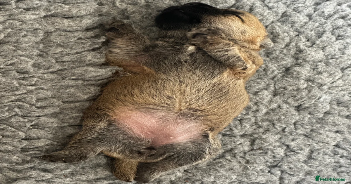 ?dog Cairn Terrier Puppies for sale | Pets4Homes