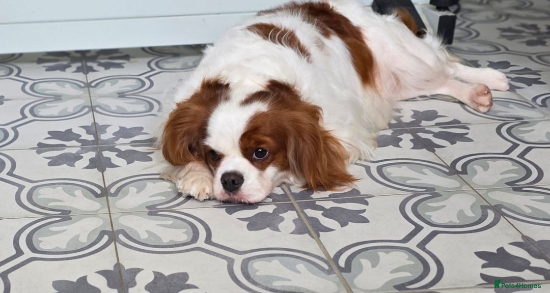 Beautiful King Charles cavalier for sale in Southampton | Pets4Homes