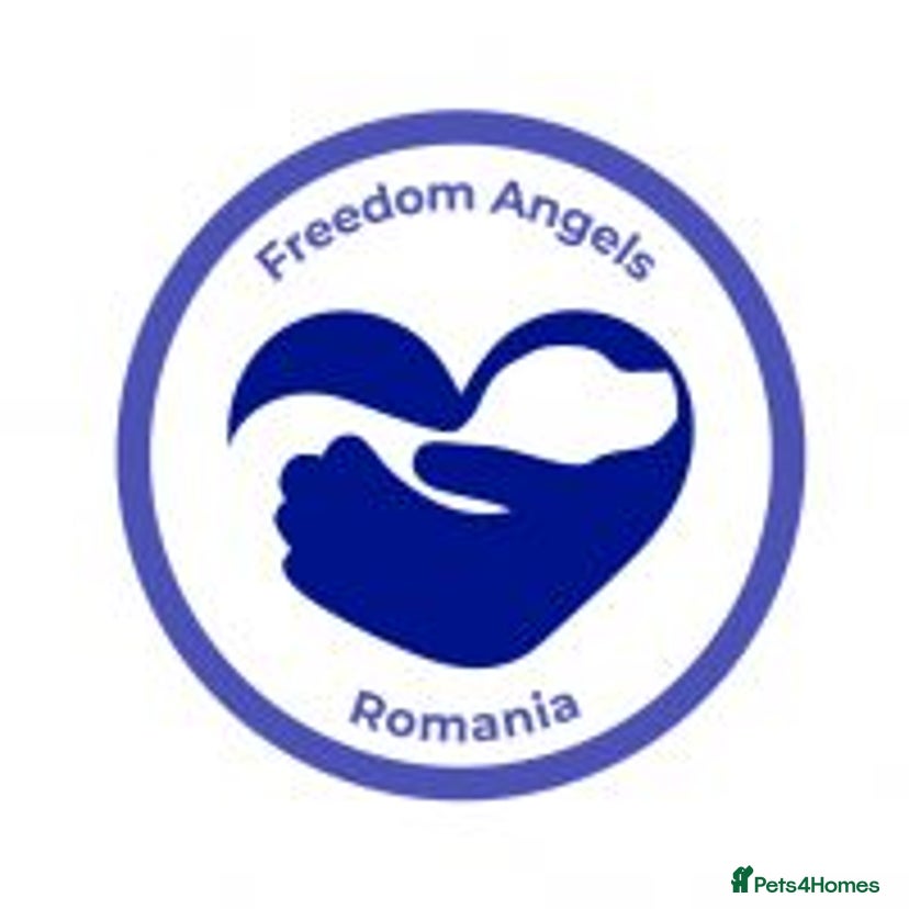 Free Dogs for adoption | Pets4Homes