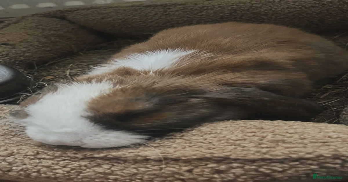 A loving kind family of rabbits for sale in London | Pets4Homes