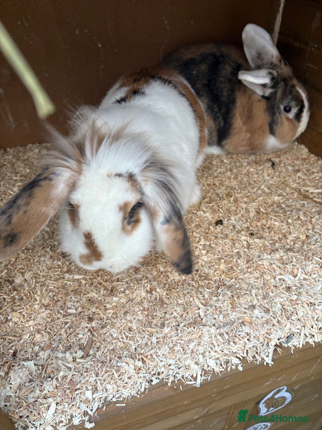 2 bonded 1 year old lion lop sisters for sale in Stowmarket | Pets4Homes