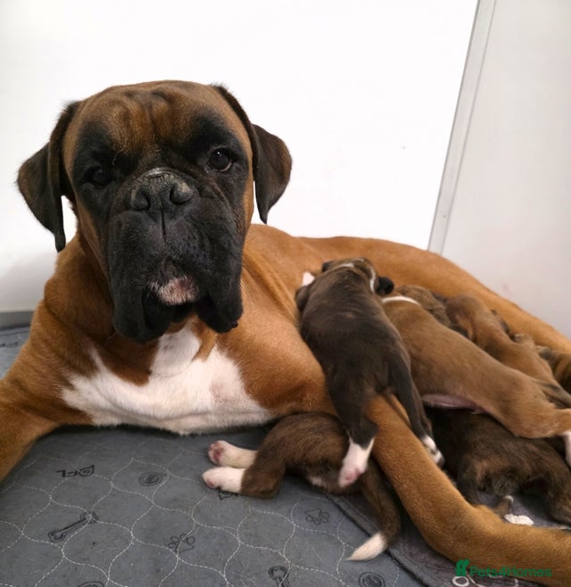 Absolutely Stunning Pedigree Boxers 🐾 for sale in Spalding | Pets4Homes