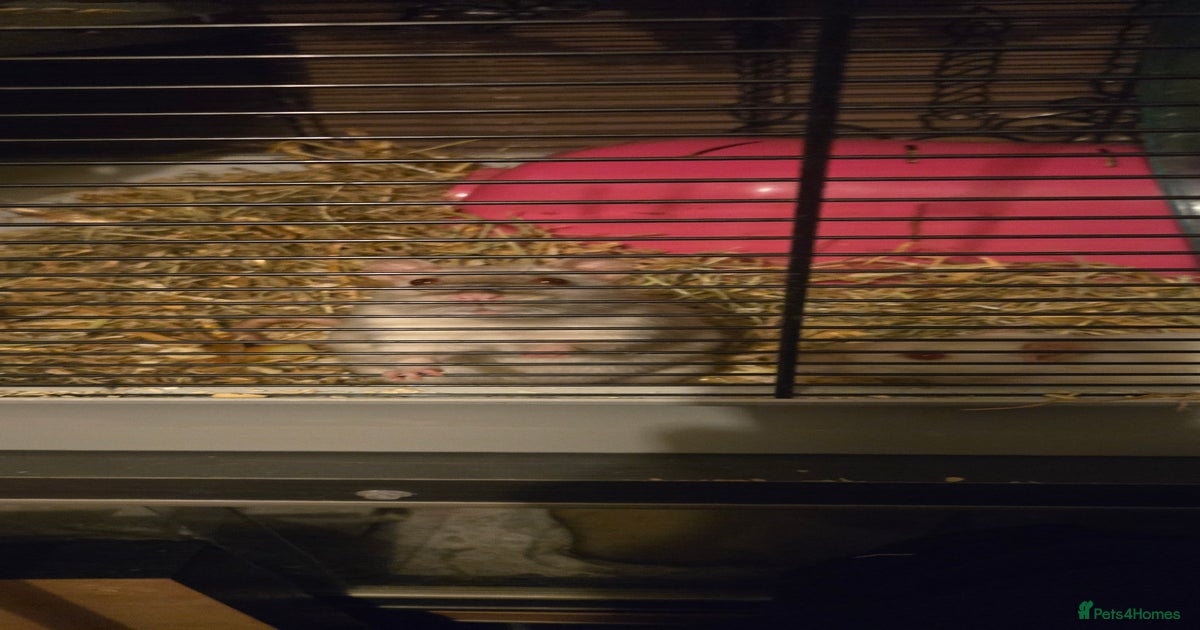 2 female rats for sale in Bootle | Pets4Homes