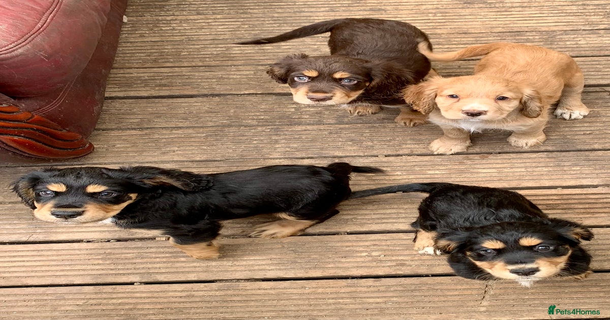 Stunning working type cocker spaniels puppies for sale in Wolverhampton ...