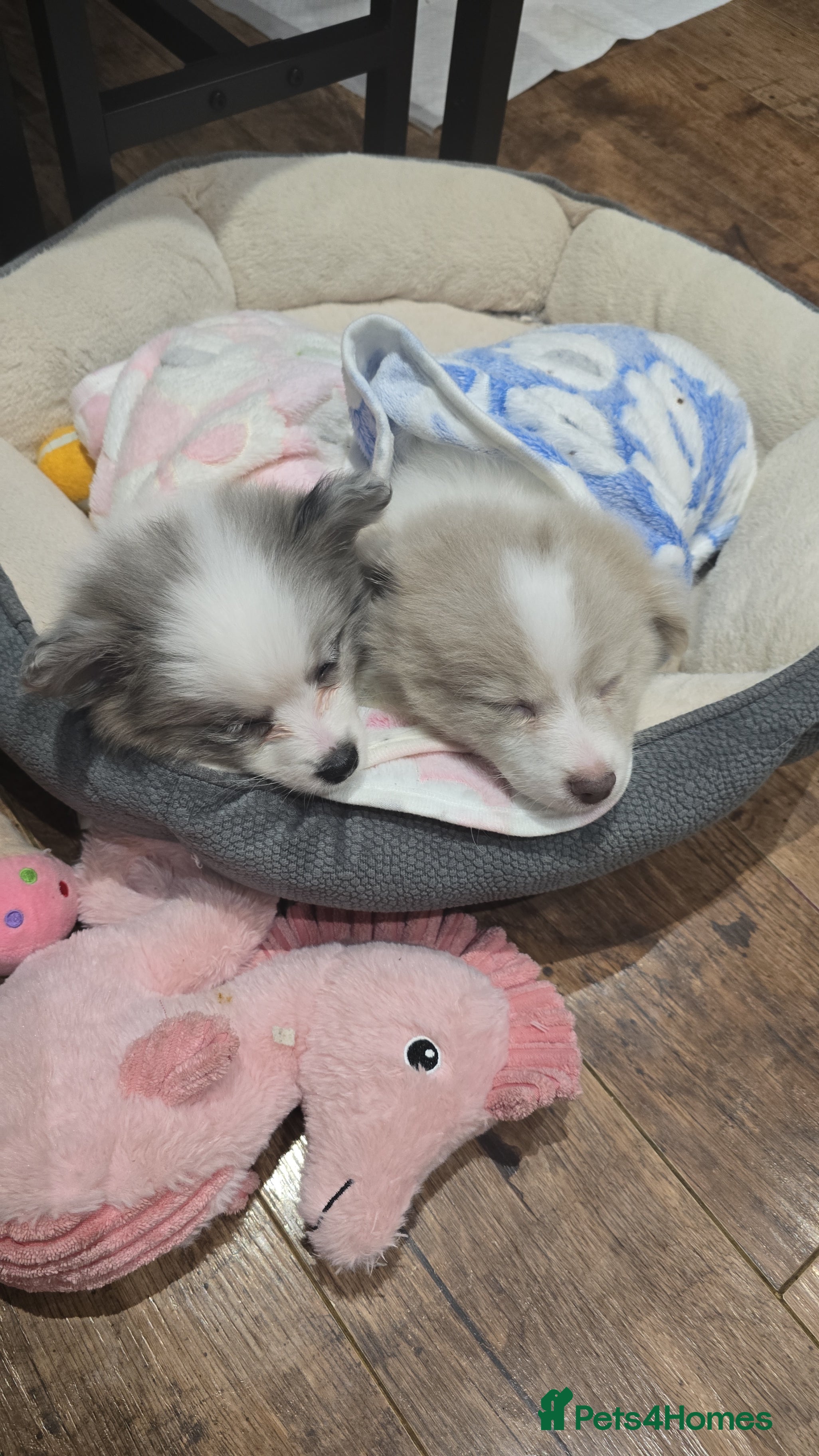 Fluffy pomsky girl for sale in Redhill | Pets4Homes
