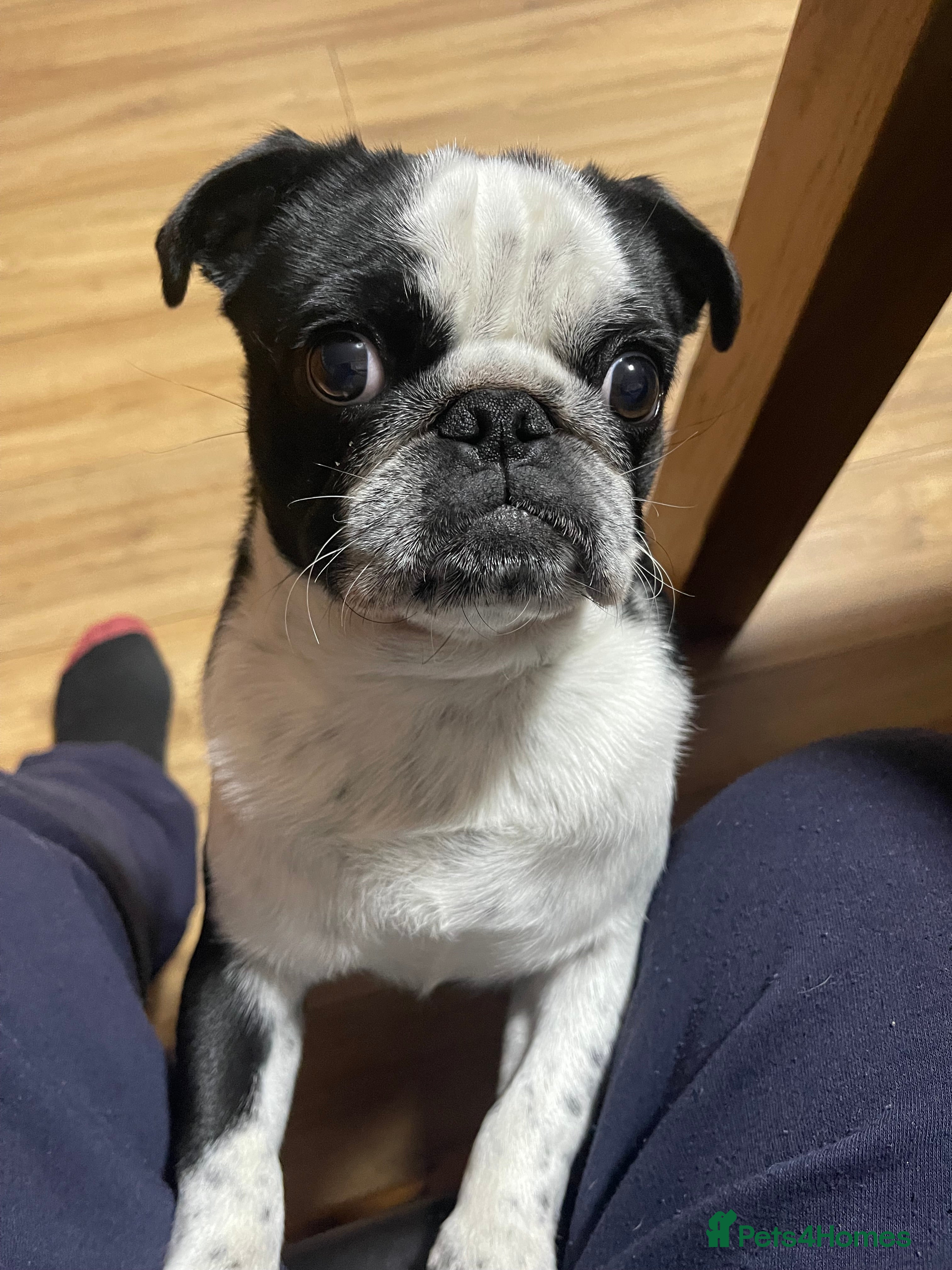 KC panda pug (Billy) for sale in Llandudno | Pets4Homes