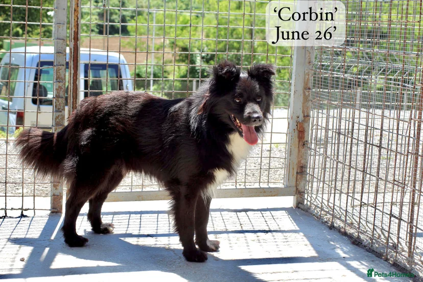 Corbin, 2.5 yrs approx. Available for adoption. for adoption in Brixham ...