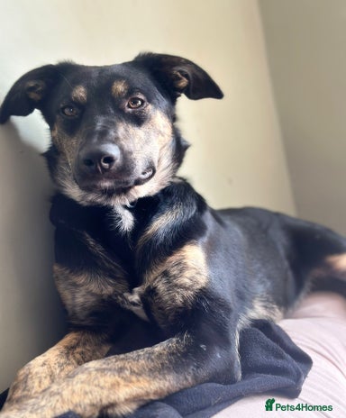 Free Dogs for adoption | Pets4Homes