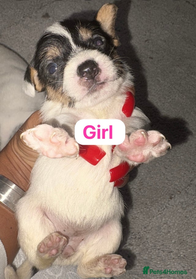 Jack Russell x patterdale terrier for sale in Rochester | Pets4Homes