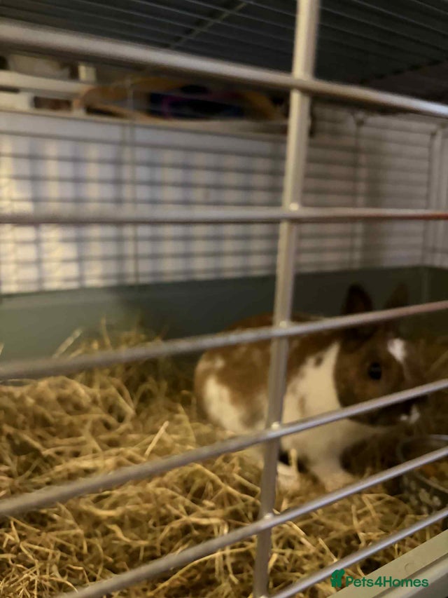 Male rabbit for sale for sale in Camberley | Pets4Homes