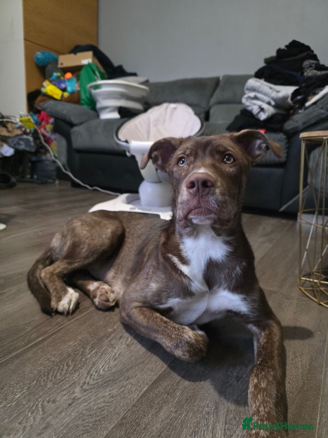 Beautiful chocolate mix breed puppy for sale in London | Pets4Homes