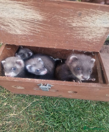 Ferret rodents for sale | Pets4Homes
