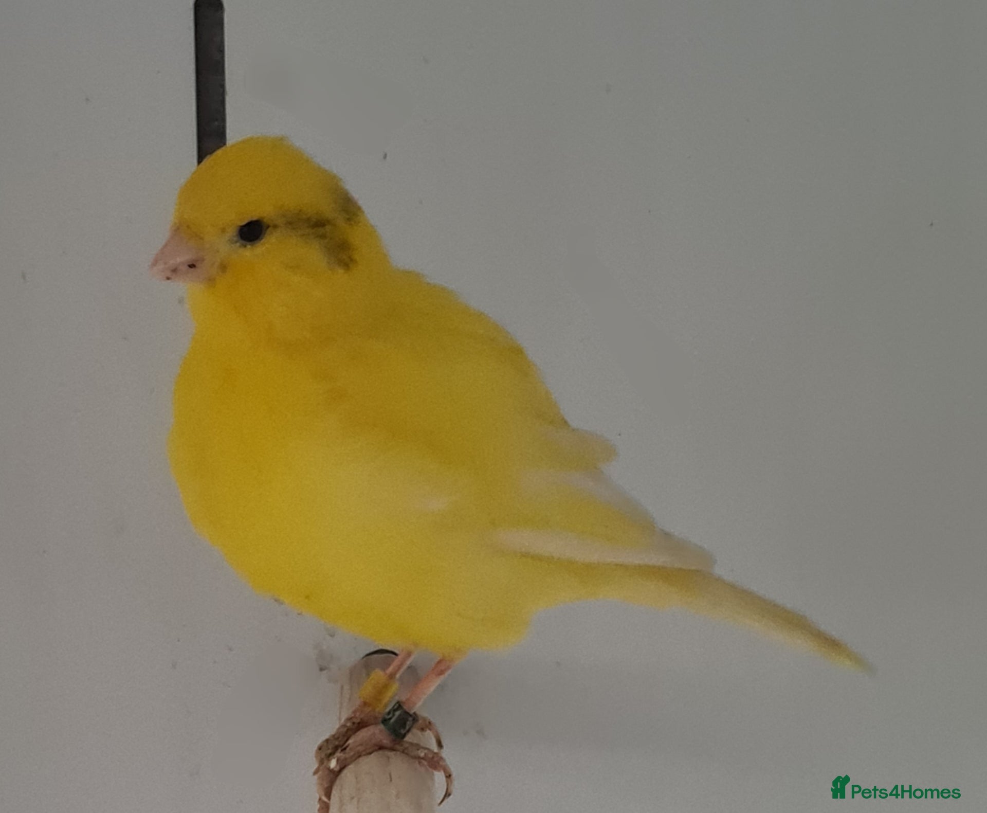 Gloster Canaries birds for sale | Pets4Homes
