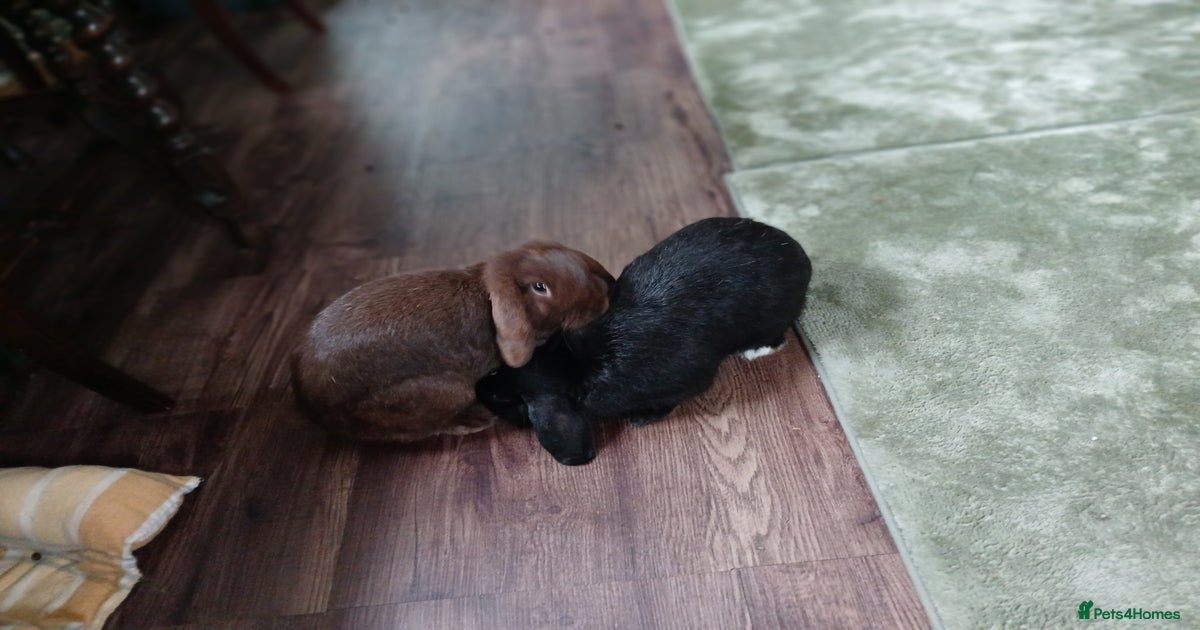 Bonded Pair Mini Lop Bunnies Must Go Together for sale in Bristol ...